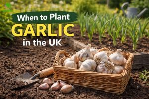 When to Plant Garlic in the UK — Autumn vs Spring Explained